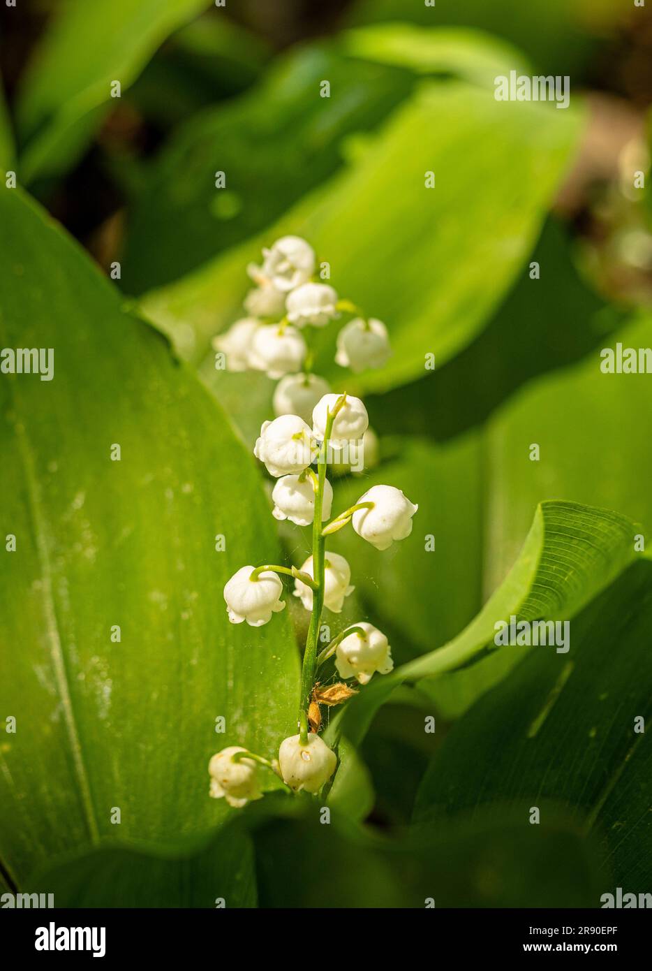 White flowers of Lily-of-the-valley (Convallaria majalis) growing in a ...