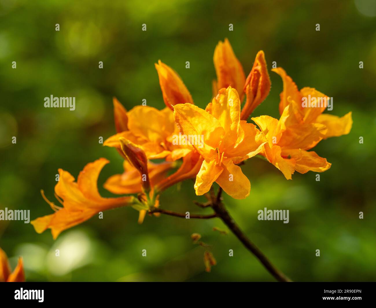 Close-up of the dark yellow flowers of Rhododendron luteum growing in a ...