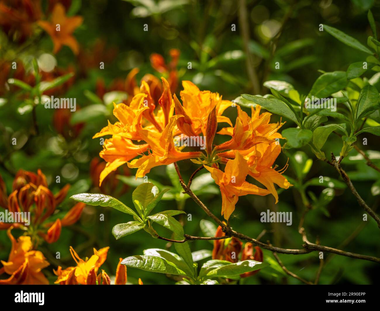 Close-up of the dark yellow flowers of Rhododendron luteum growing in a ...