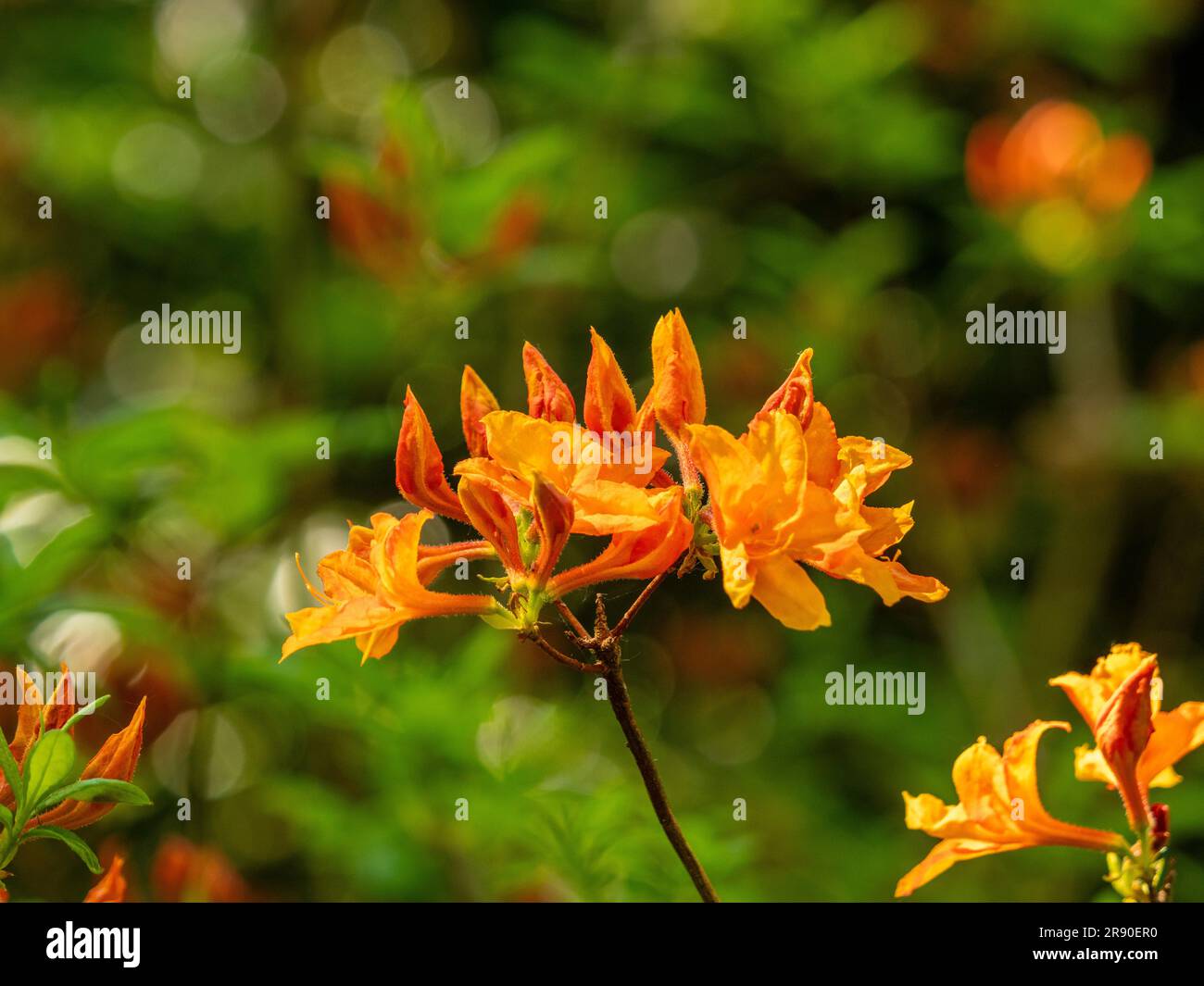 Close-up of the dark yellow flowers of Rhododendron luteum growing in a ...