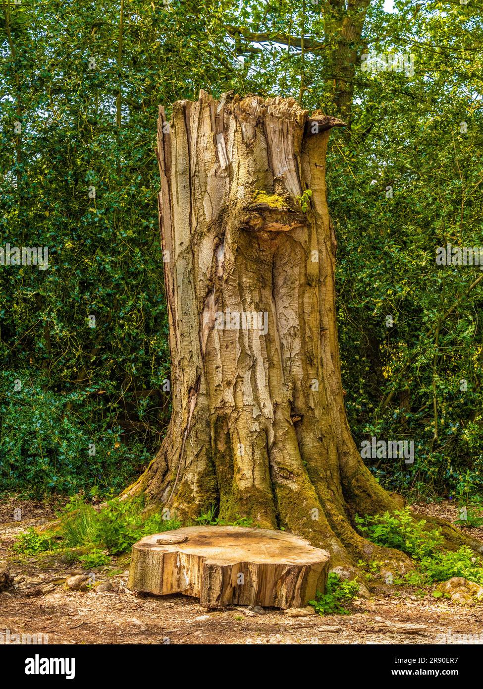 Large old diseased tree in the process of being felled in a UK woodland ...