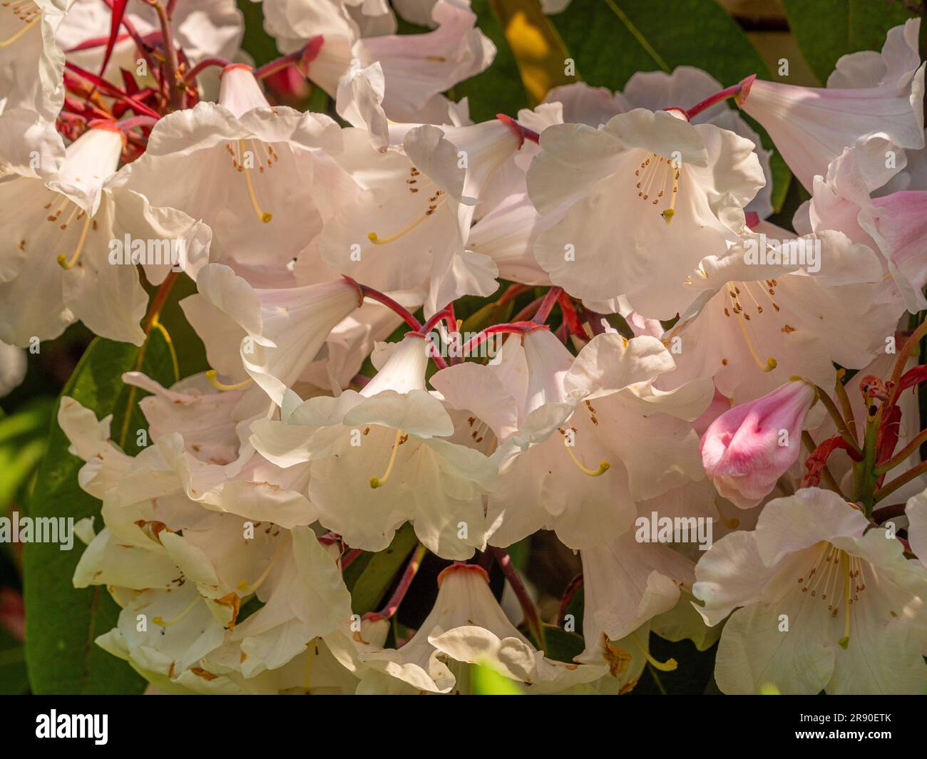 White woodland shrub hi-res stock photography and images - Alamy