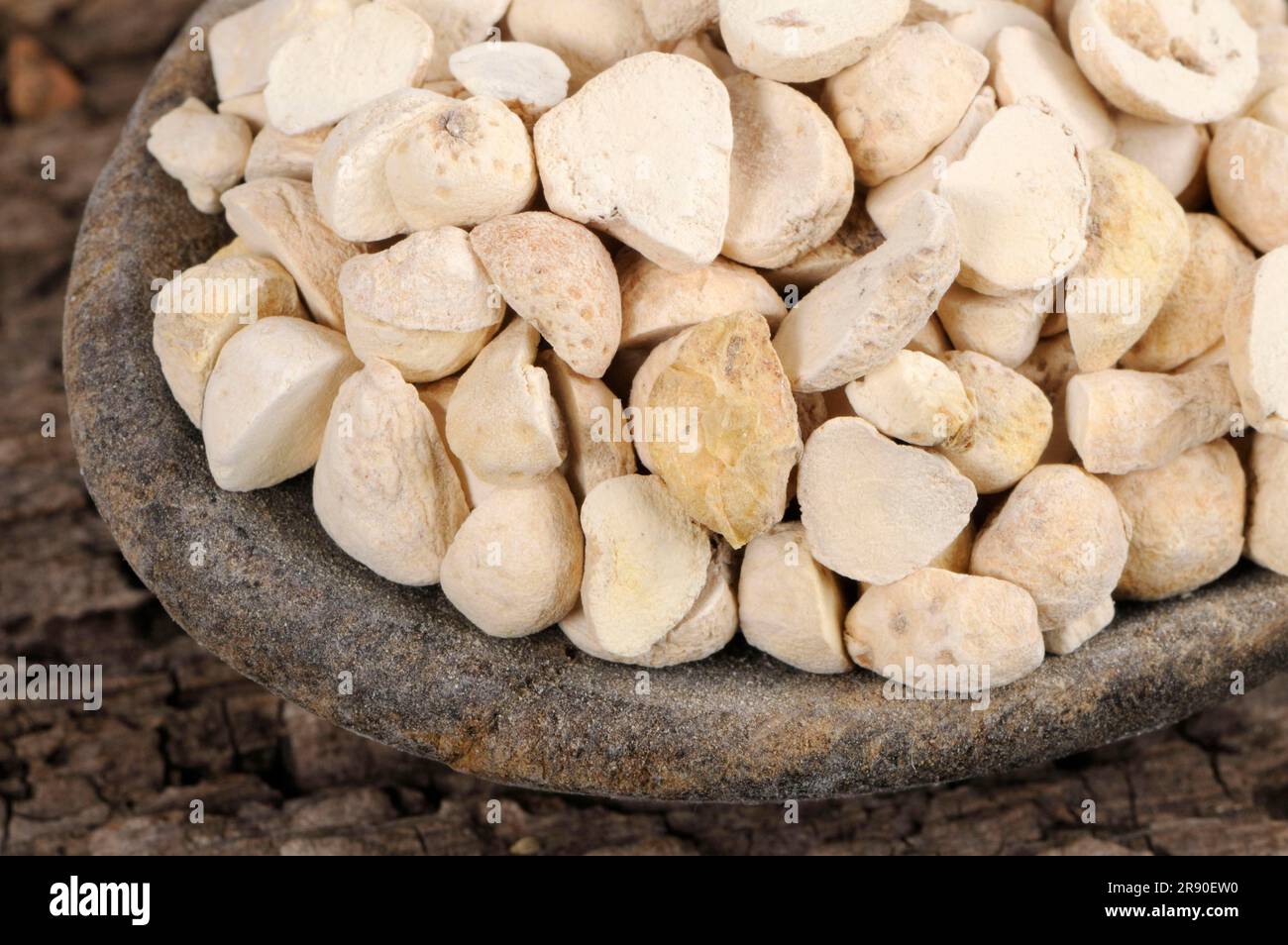 Pinellia tuber (Pinelliae rhizoma), Ban Xia Stock Photo - Alamy
