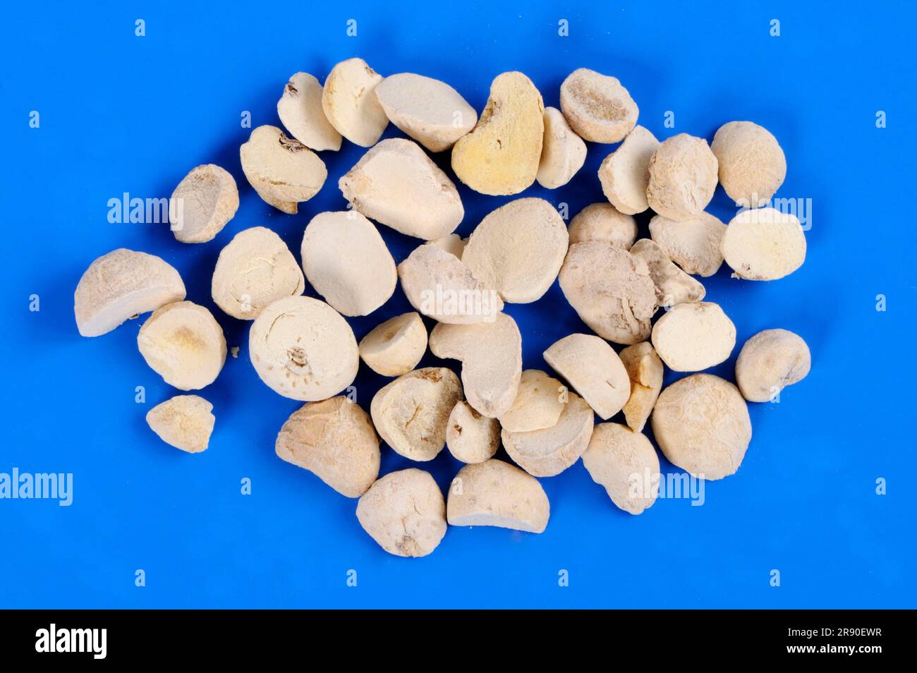 Pinellia (Tuber) (Pinelliae rhizoma), Ban Xia, excised, object Stock ...