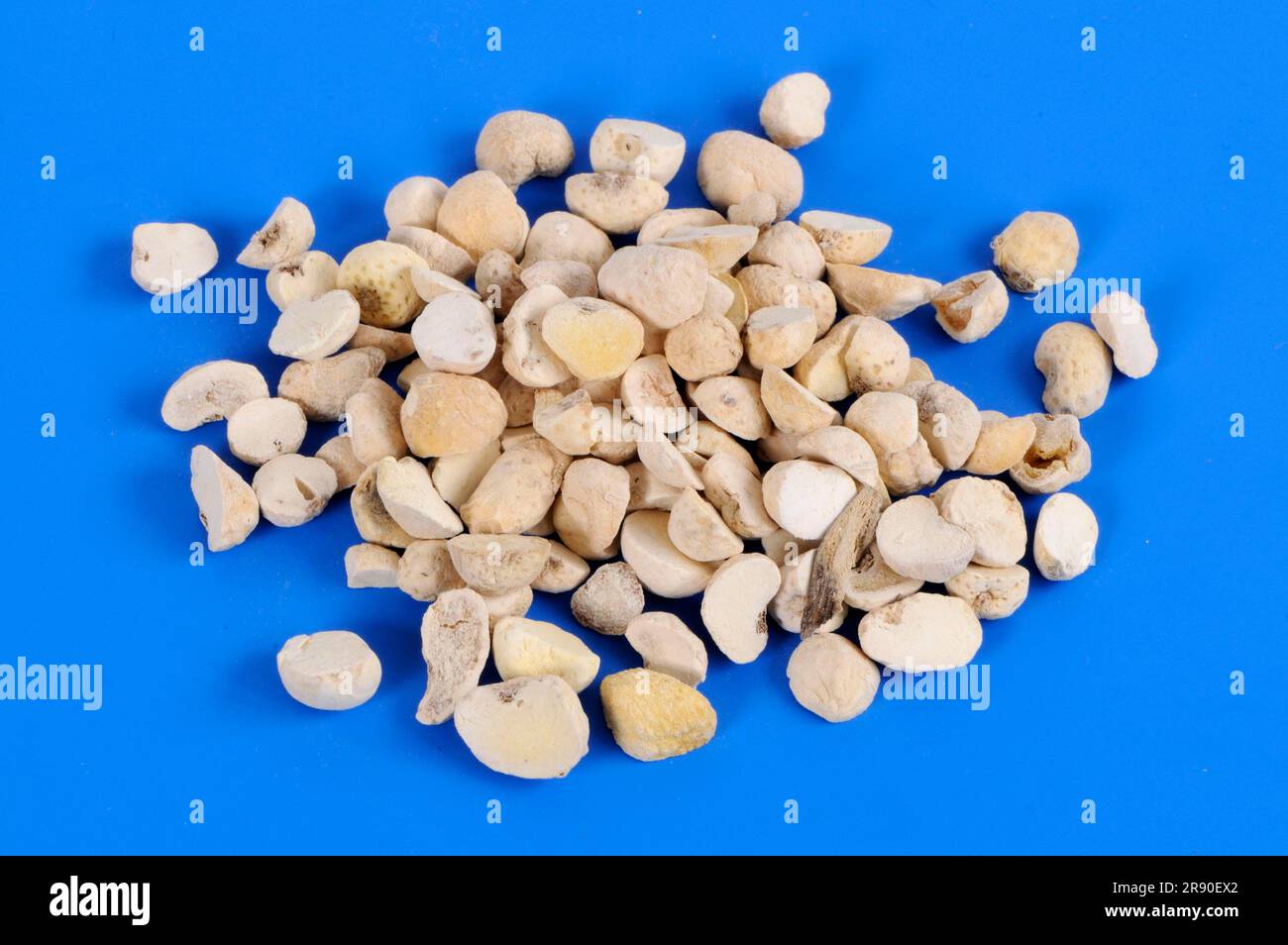 Pinellia (Tuber) (Pinelliae rhizoma), Ban Xia, excised, object Stock ...