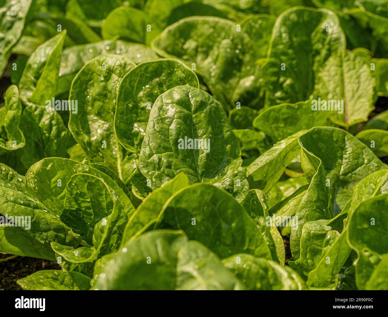 Green lettuce growing in a UK allotment after being watered Stock Photo ...