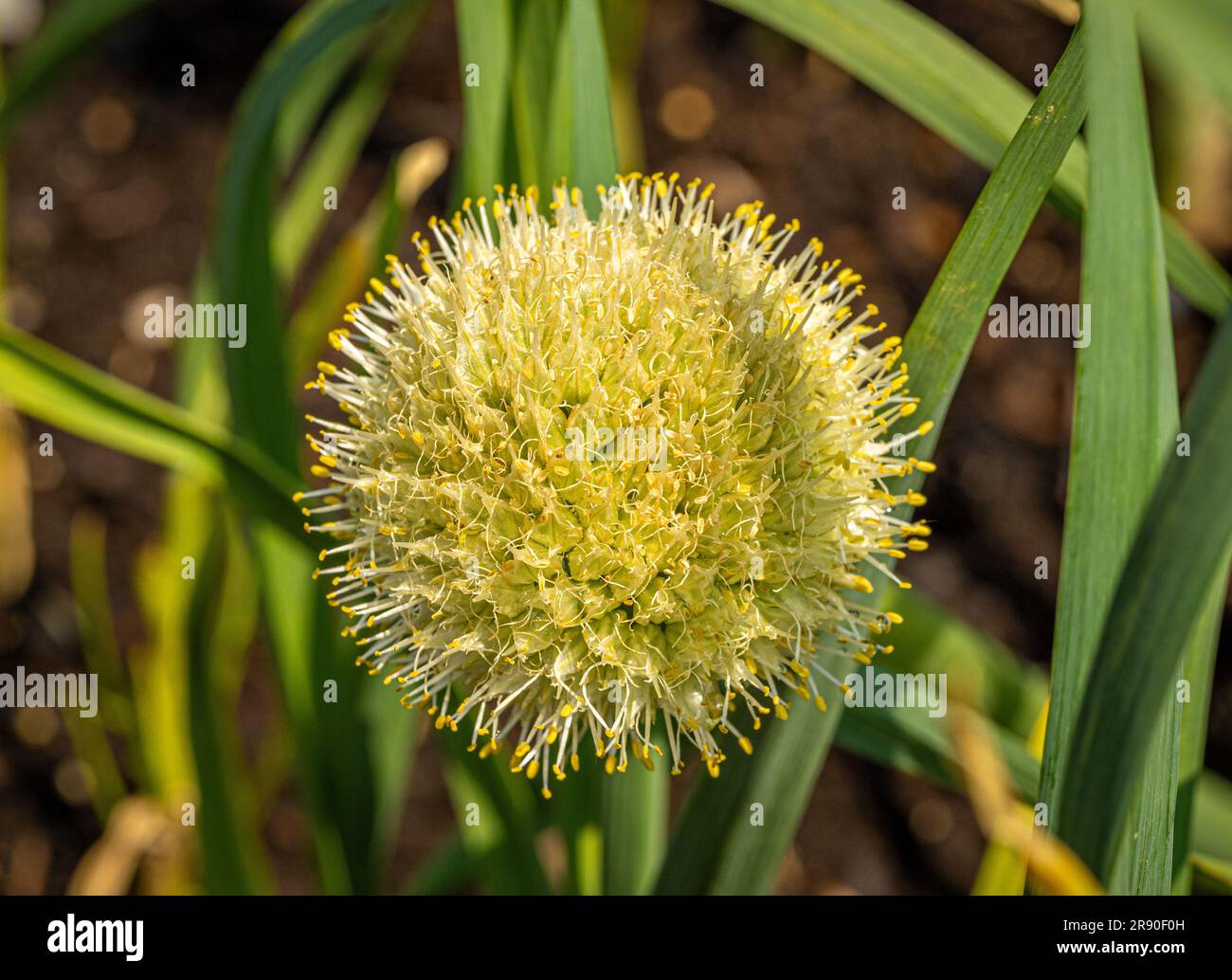 Close-up of the edible flower of the perennial, Welsh Onion growing in ...