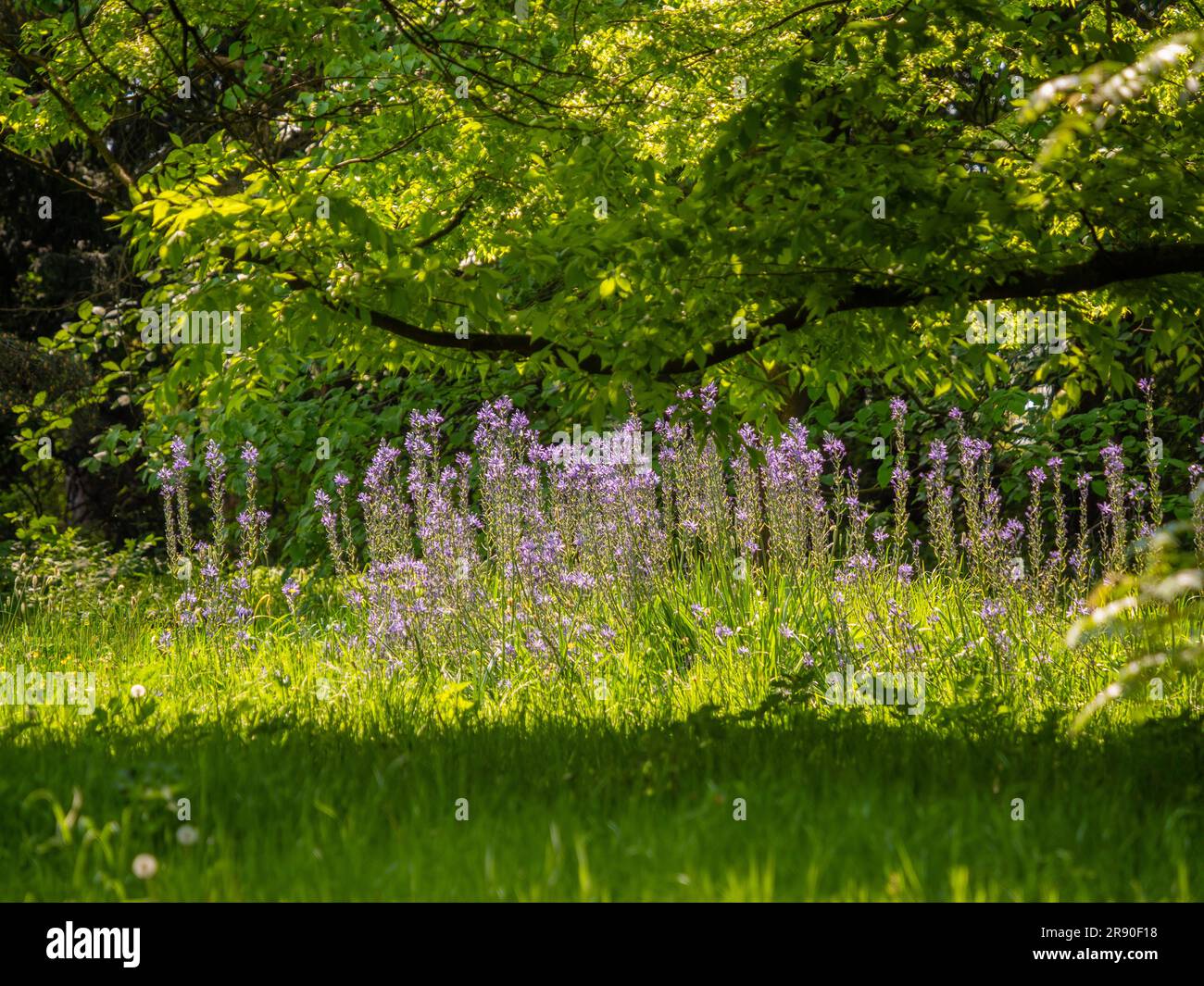 Light purple Camassias, commonly called Wild hyacinths growing in a UK ...