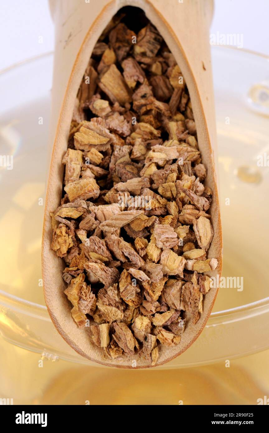 Cup of dyer's woad root tea (Isatidis Radix), dyer's woad root, faerber ...