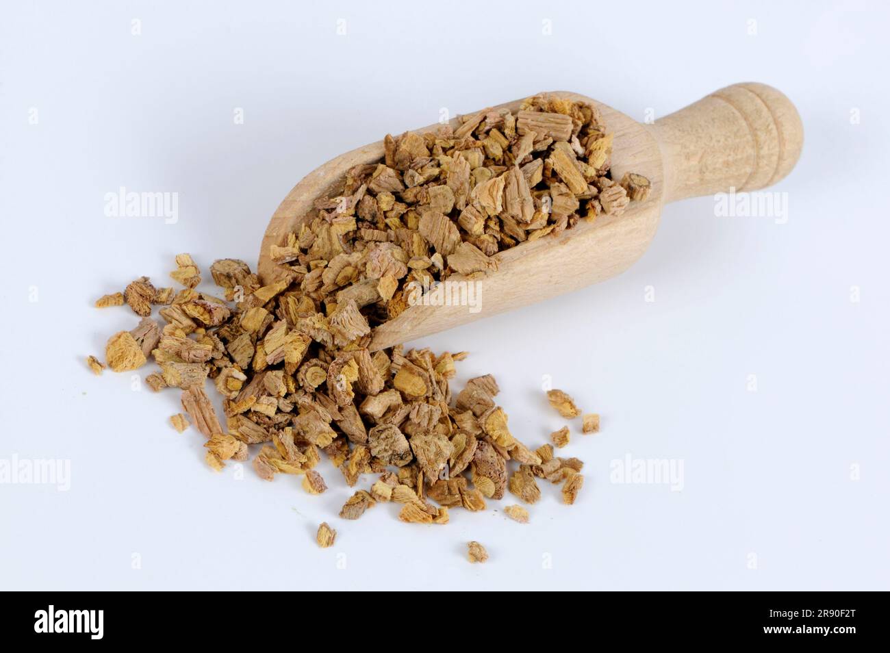 Isatis tinctoria (Isatidis Radix), Ban Lan Gen, cut out, object Stock ...