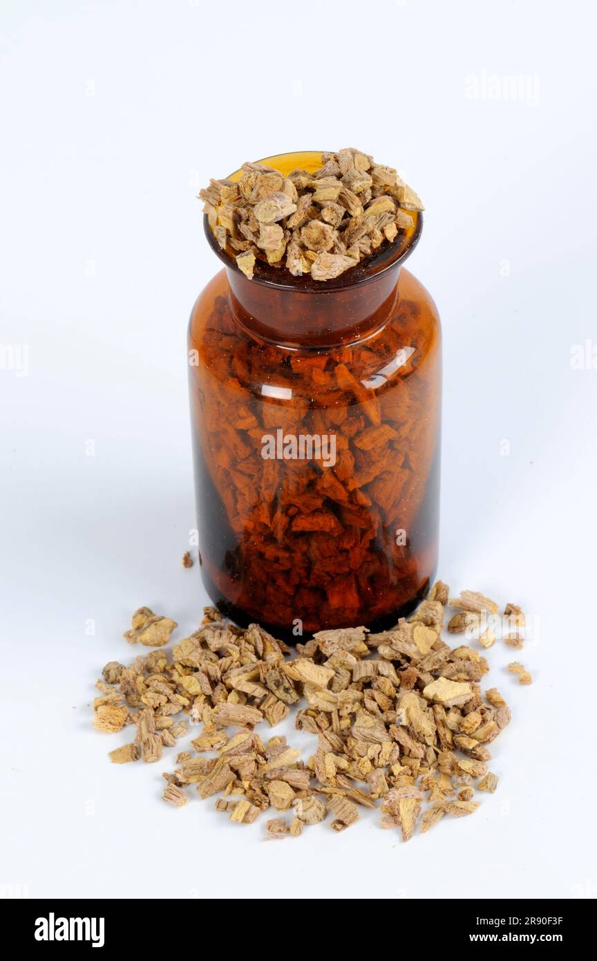 Isatis tinctoria (Isatidis Radix), Ban Lan Gen, cut out, object Stock ...