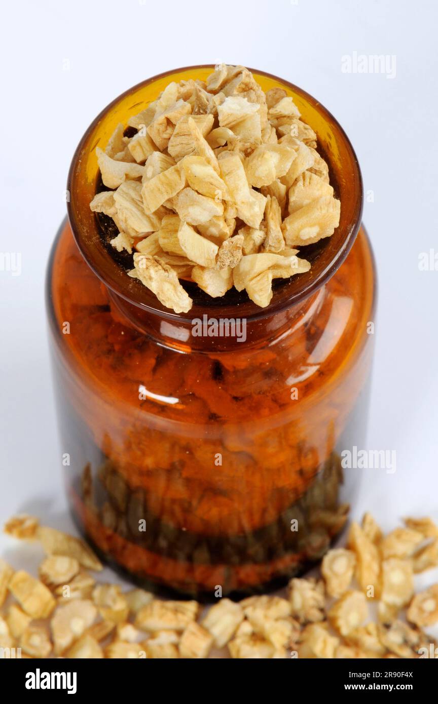 Bell vine root (Codonopsis Radix), Dang Shen Stock Photo - Alamy