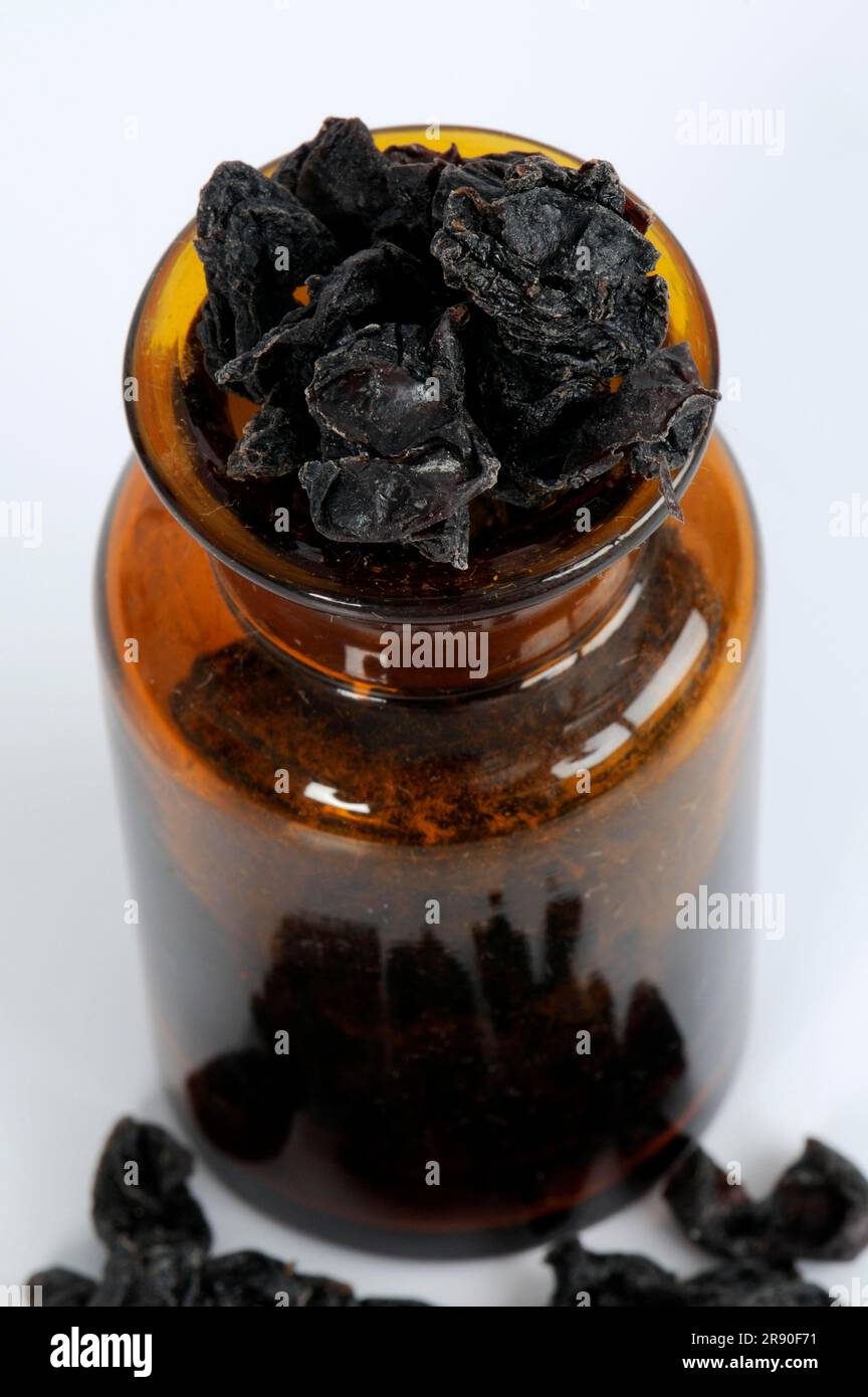 Japanese cornelian cherry fruit hi-res stock photography and images - Alamy