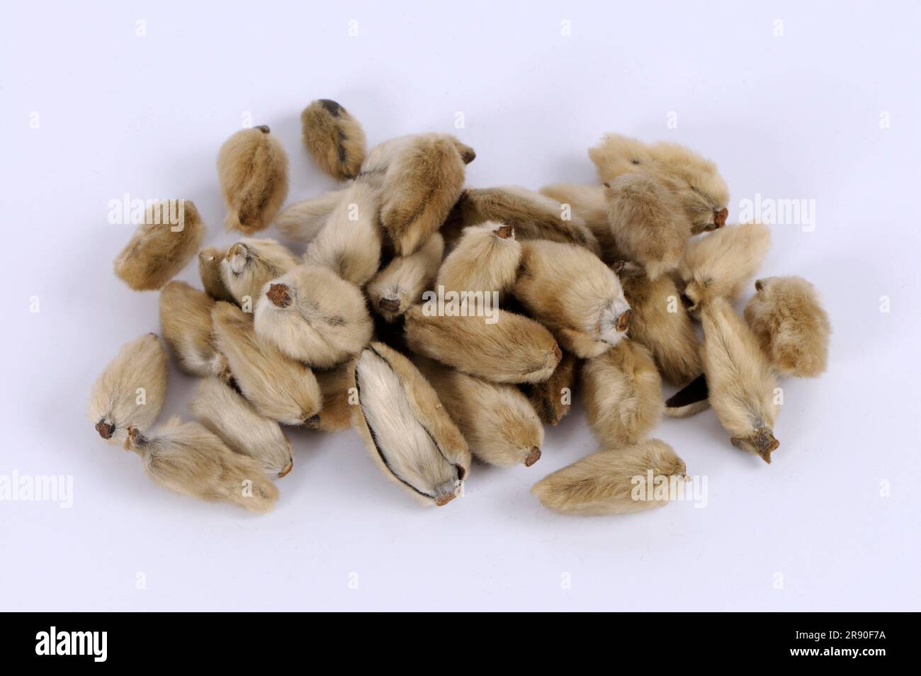 Chinese medicine magnolia hi-res stock photography and images - Alamy
