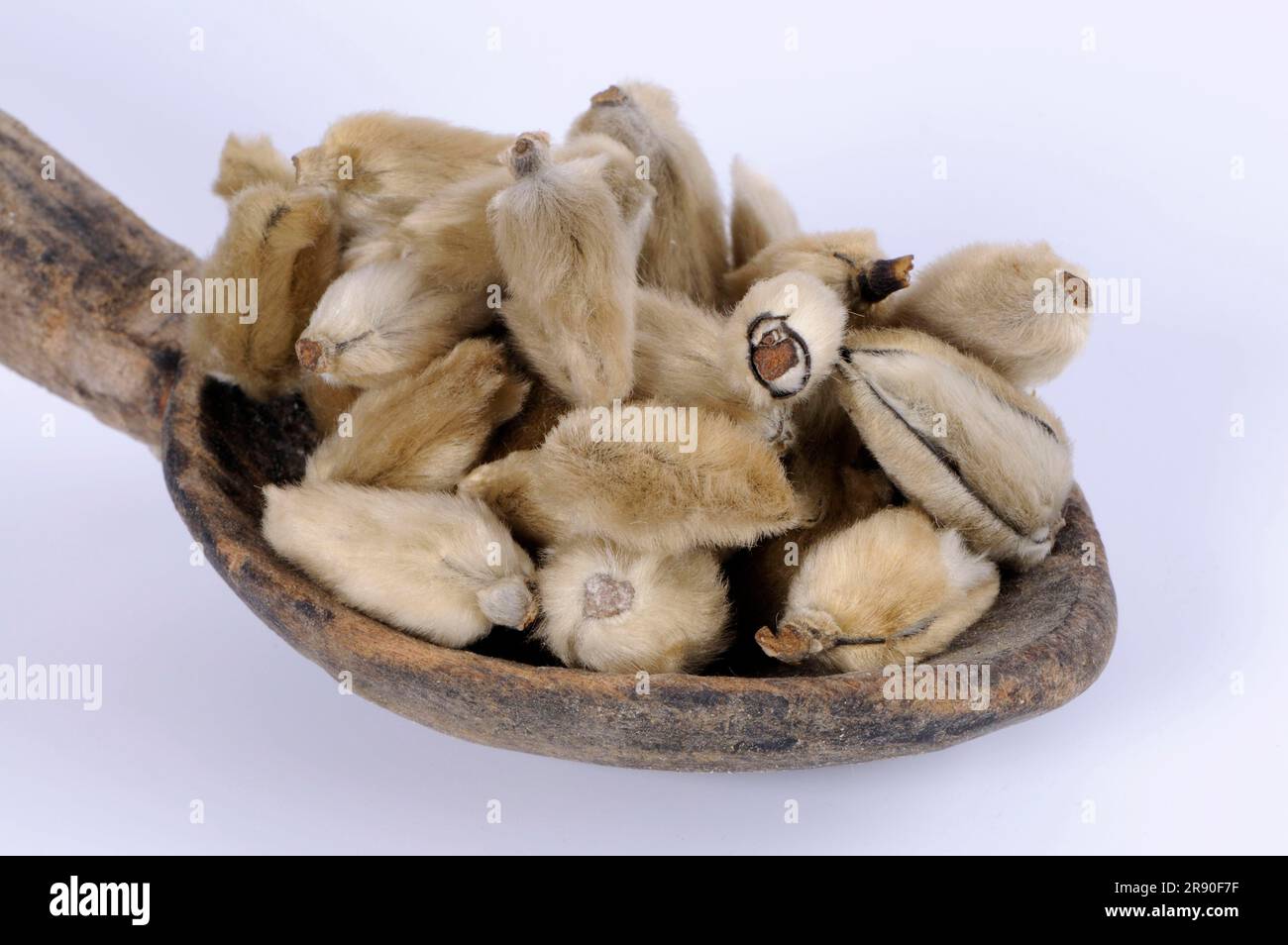 Chinese medicine magnolia hi-res stock photography and images - Alamy