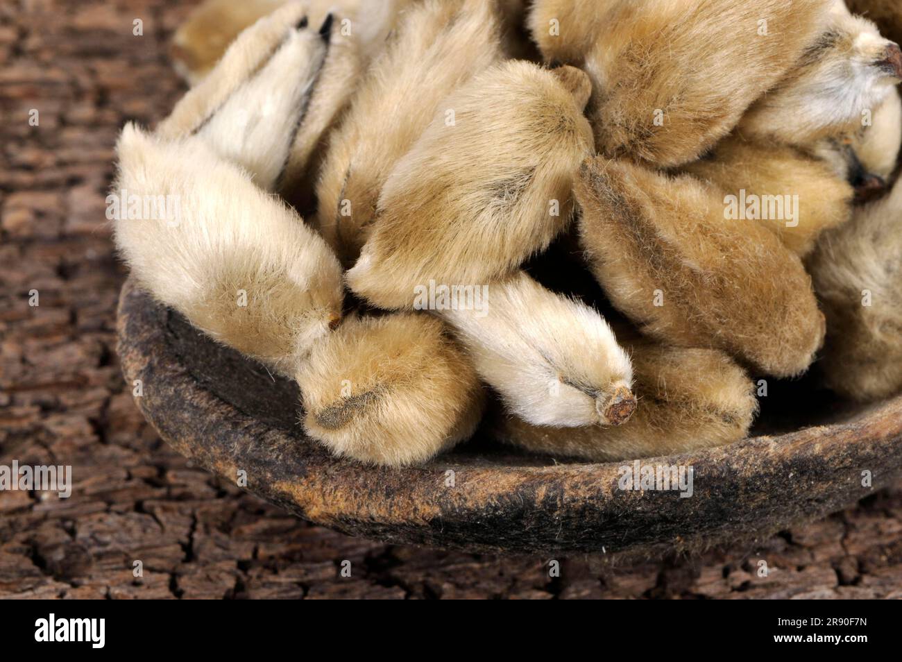 Chinese medicine magnolia hi-res stock photography and images - Alamy