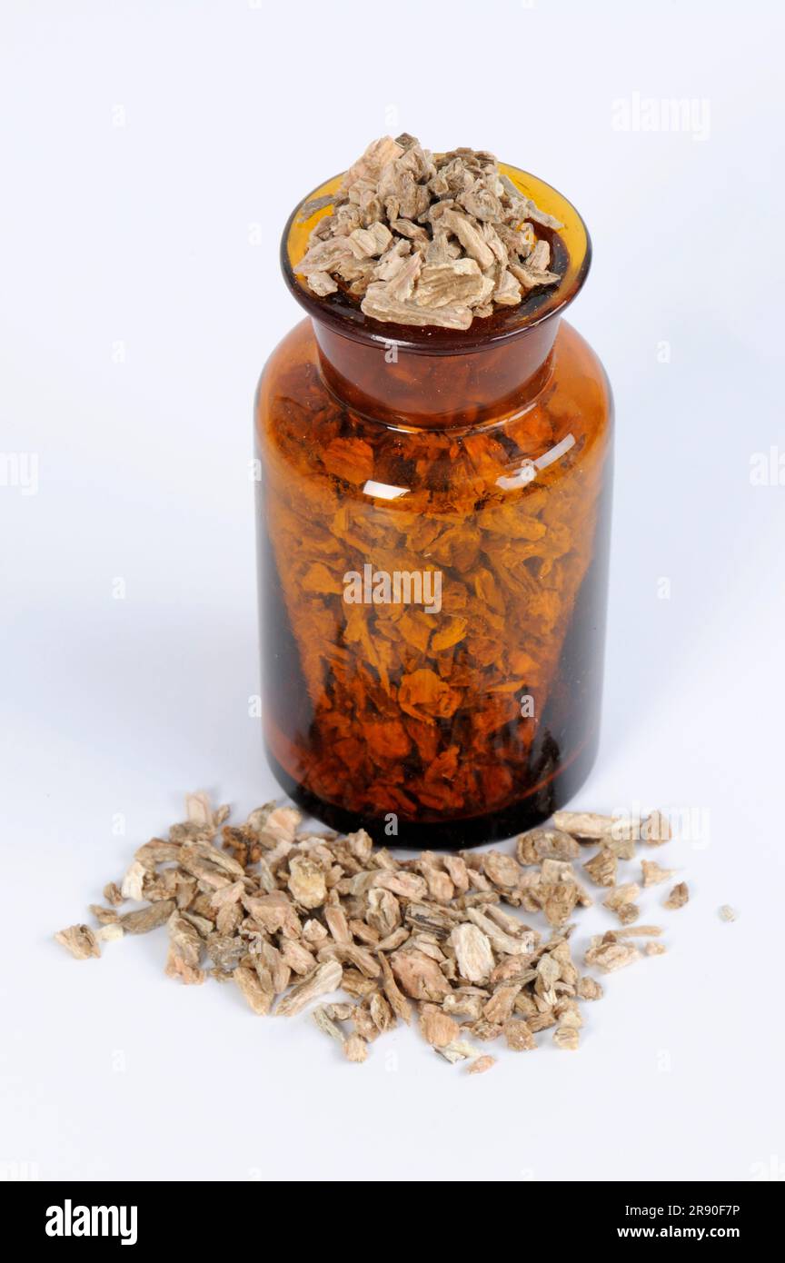 Chinese cardoon root (Dipsaci Radix), Xu Duan, cut out, object Stock ...
