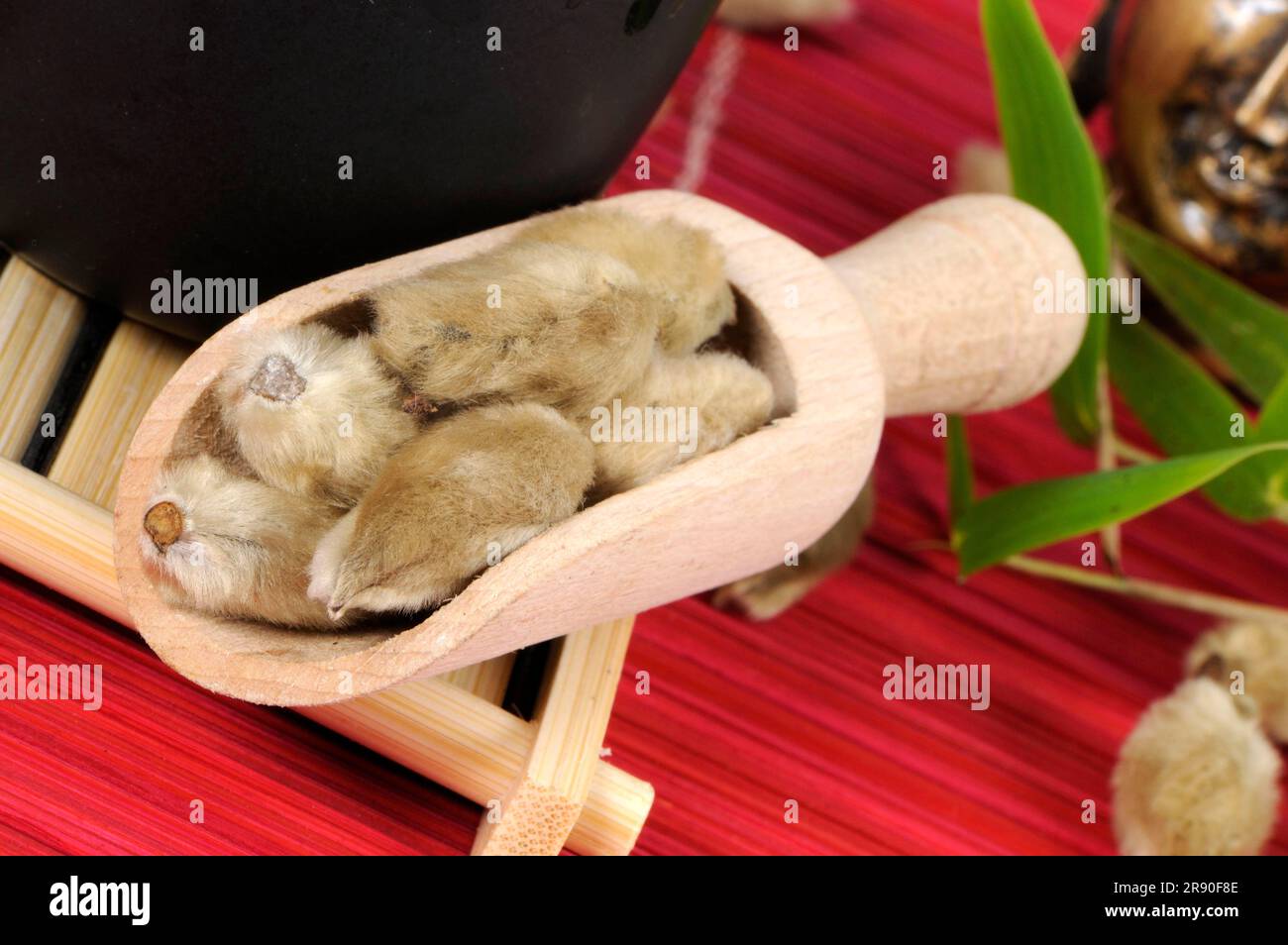Magnolia Flower Tea (Magnoliae Flos), Xin Yi Hua, Magnolia Flowers ...