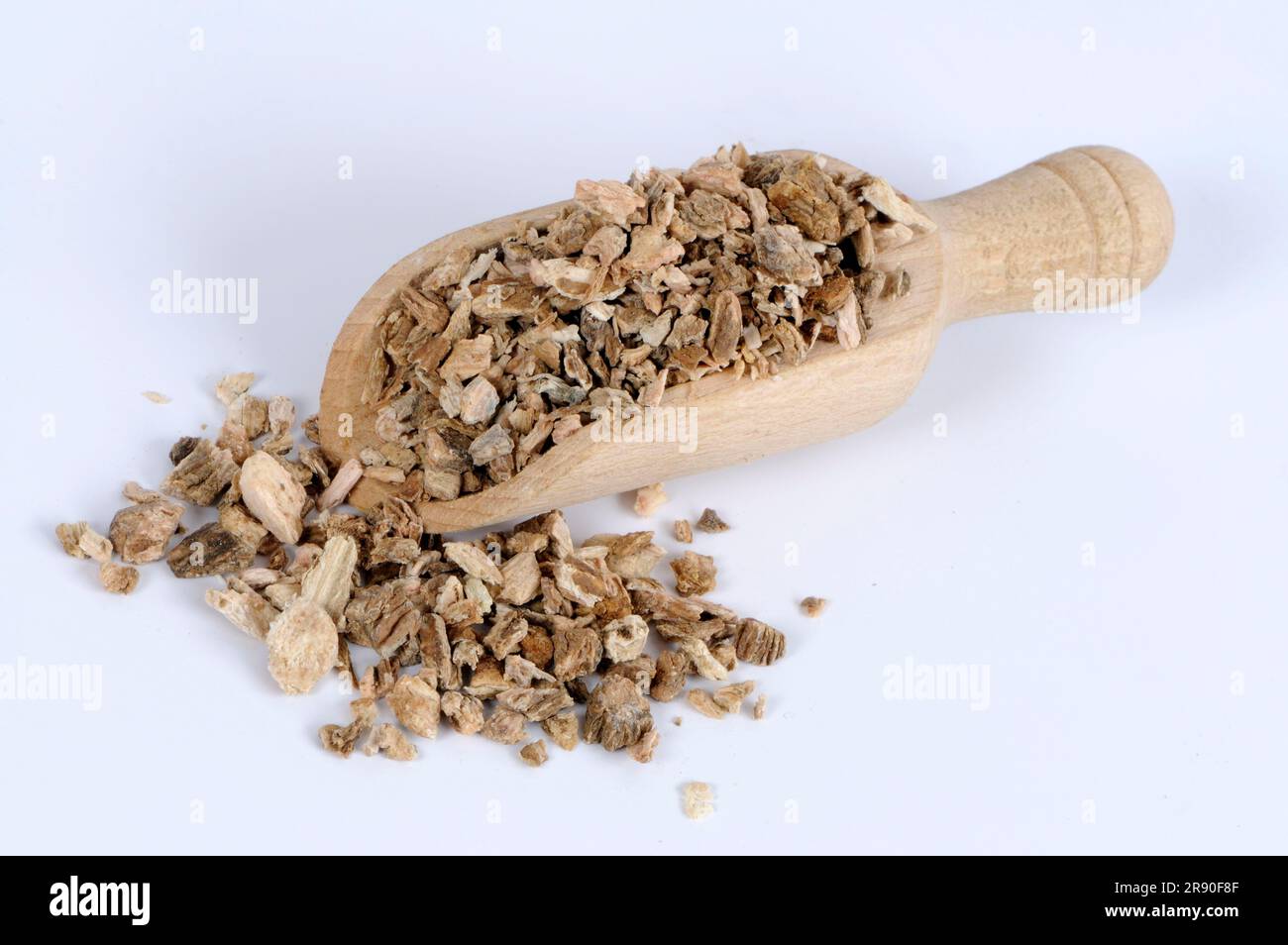 Chinese cardoon root (Dipsaci Radix), Xu Duan, cut out, object Stock ...
