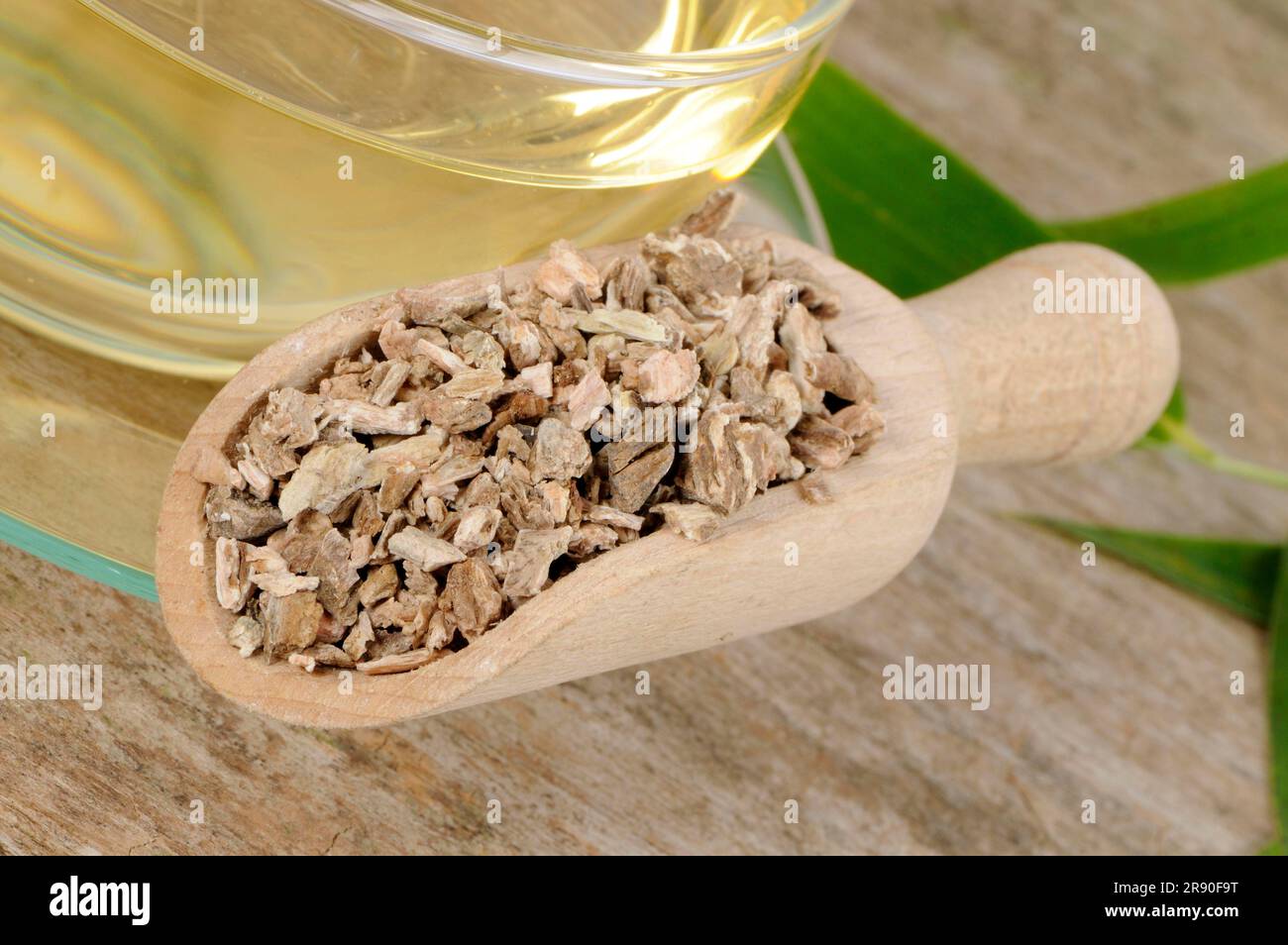 Cup of Chinese Cardoon Root Tea (Dipsaci Radix), Xu Duan, Chinese ...