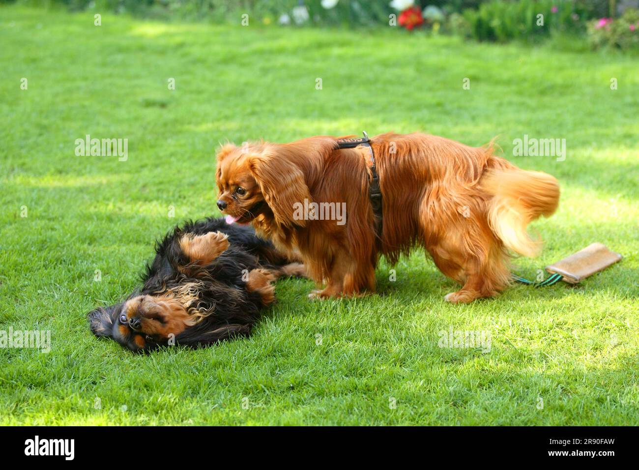 Cavalier King Charles Spaniel, ruby and black-and-tan Stock Photo - Alamy