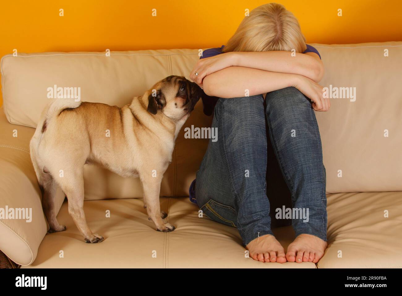 Pug comforts crying woman on sofa, Jennifer Toebben Stock Photo - Alamy