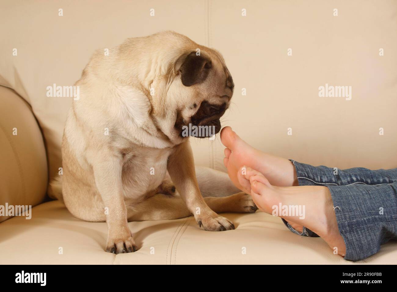 Pug sniffs feet Stock Photo - Alamy