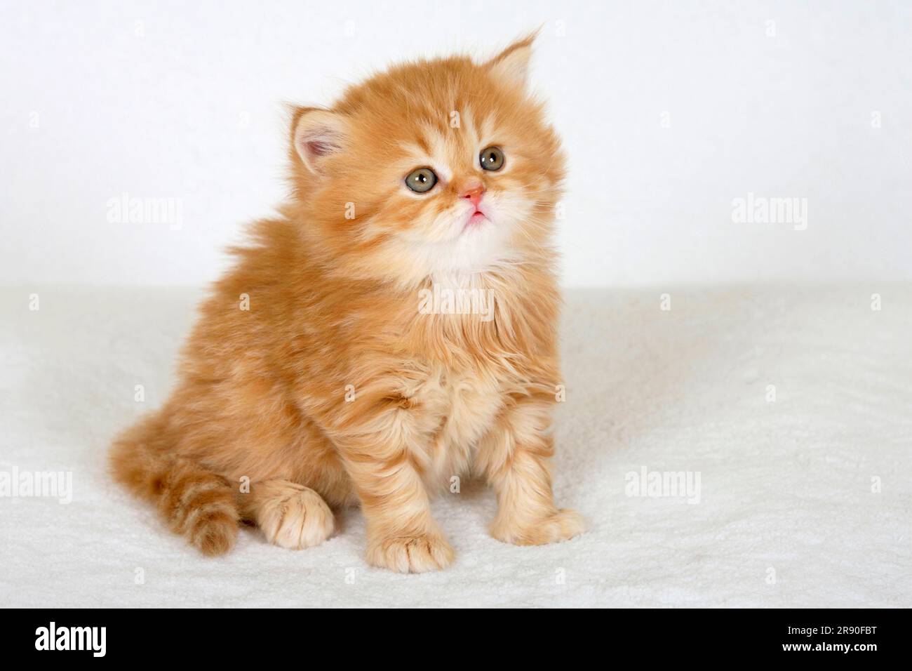 British longhair cat, kitten, 5 weeks, red-tabby, Highlander, Lowlander ...