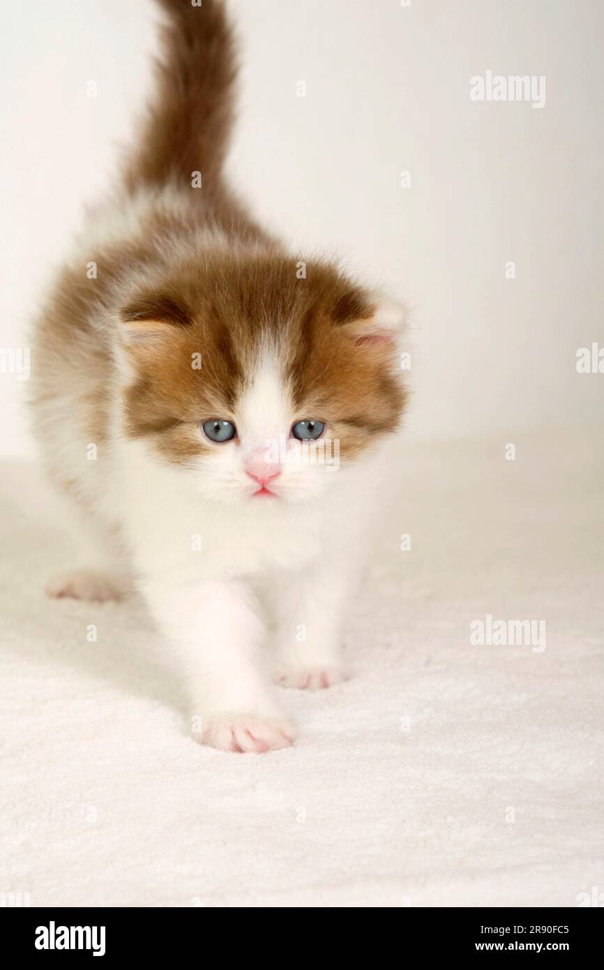 British longhair cat kittens highlander hi-res stock photography and ...