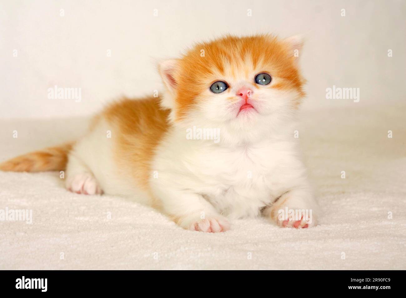 British longhair cat kittens highlander hi-res stock photography and ...