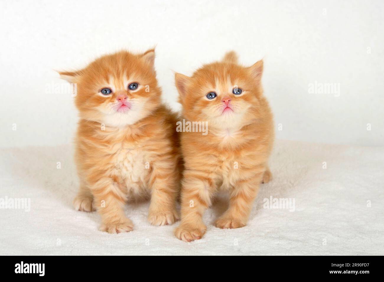 British longhair cat, Kittens, 4 weeks, Highlander, Lowlander ...