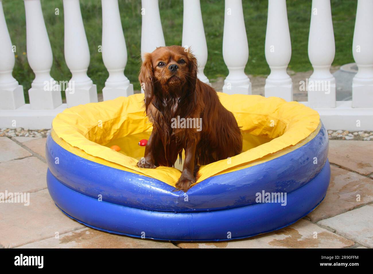 Cavalier King Charles Spaniel, ruby, in paddling pool Stock Photo - Alamy