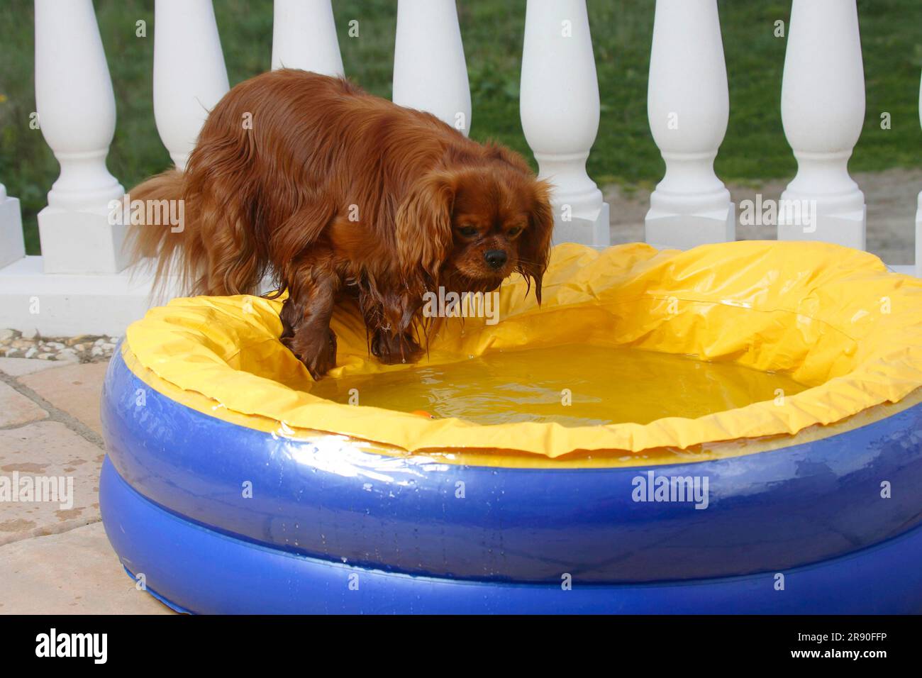 Cavalier King Charles Spaniel, ruby, on paddling pool Stock Photo - Alamy