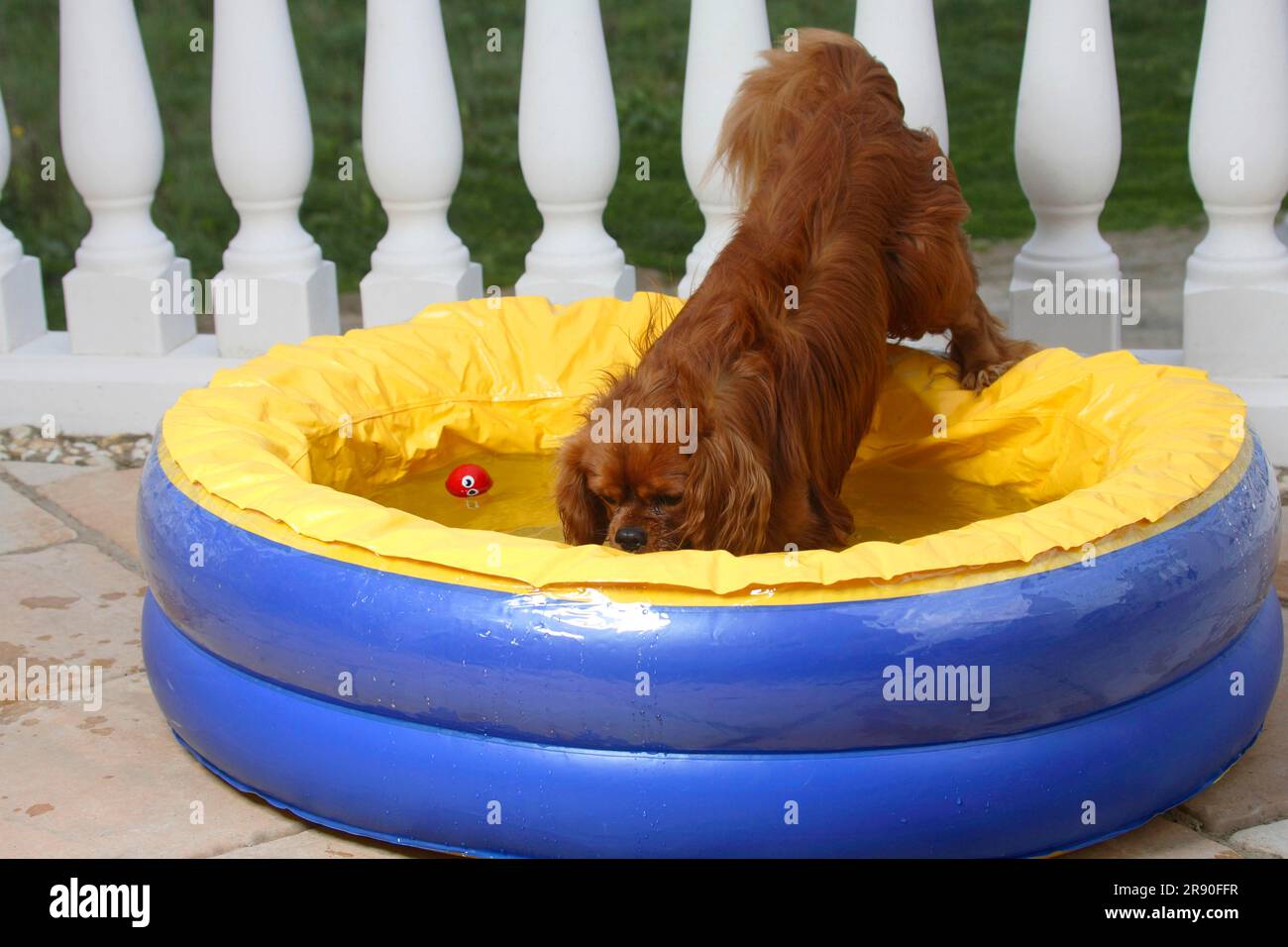 Cavalier King Charles Spaniel, ruby, in paddling pool Stock Photo - Alamy