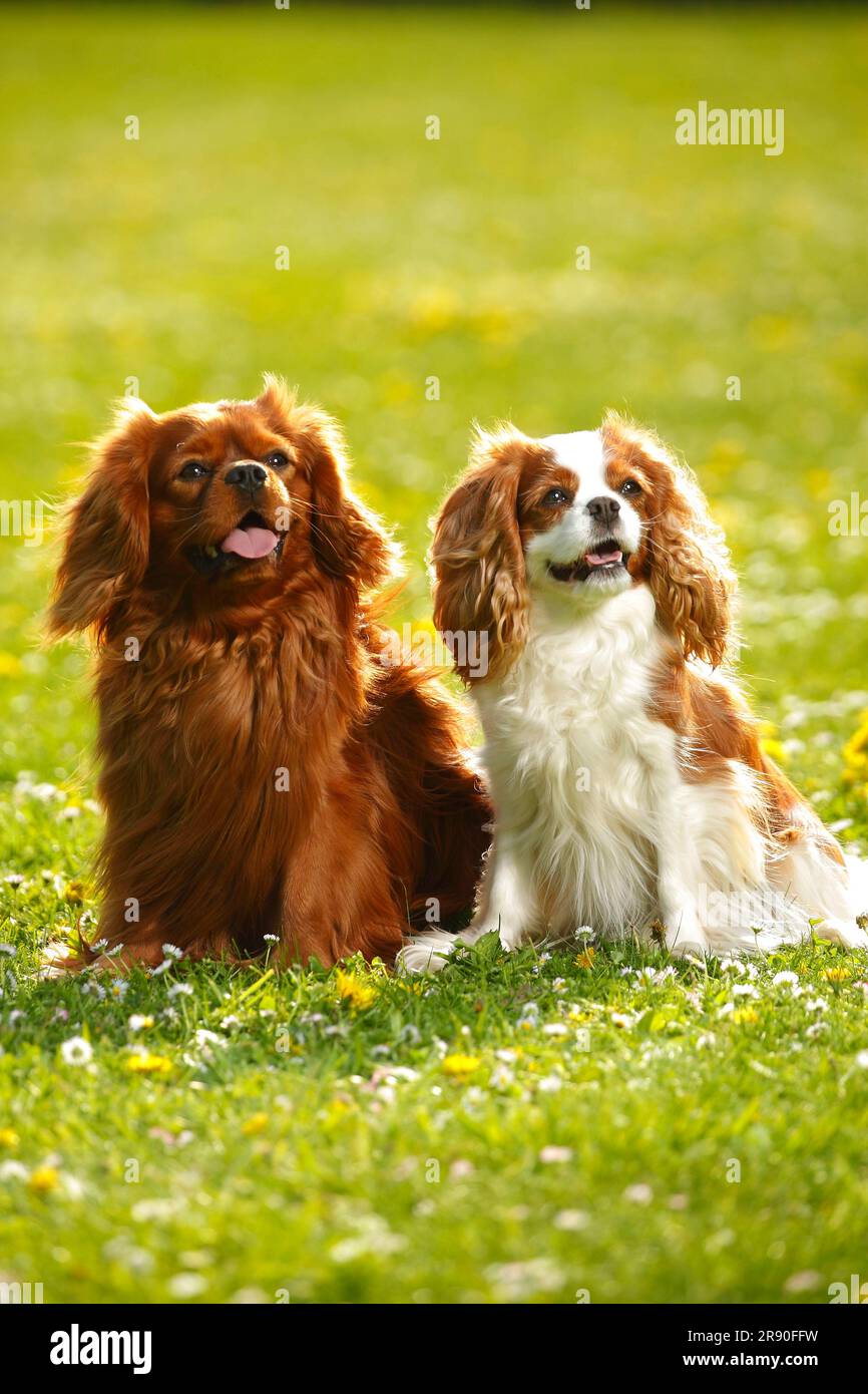 Cavalier King Charles Spaniel, ruby red and blenheim Stock Photo - Alamy