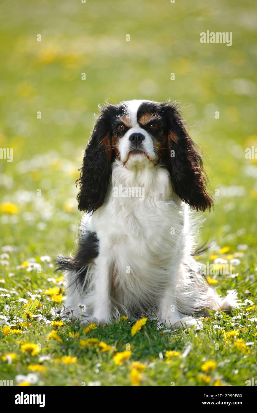 Cavalier King Charles Spaniel, tricolour Stock Photo - Alamy