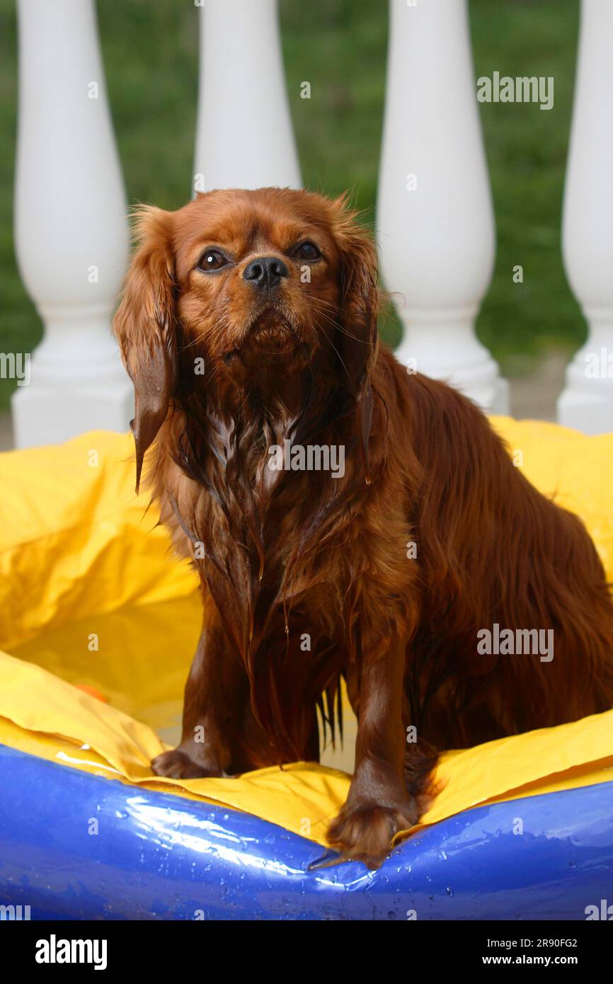 Cavalier King Charles Spaniel, ruby, in paddling pool Stock Photo - Alamy