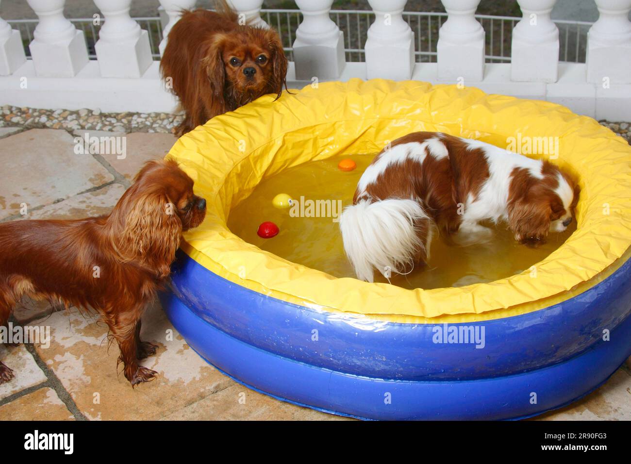 Cavalier King Charles Spaniel, blenheim and ruby, in the paddling pool Stock Photo - Alamy