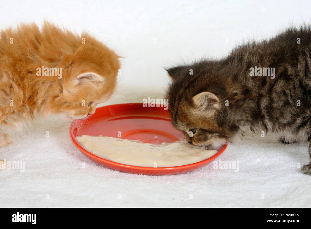 British longhair cat, kitten, 5 weeks, red-tabby and black-tabby, eat ...