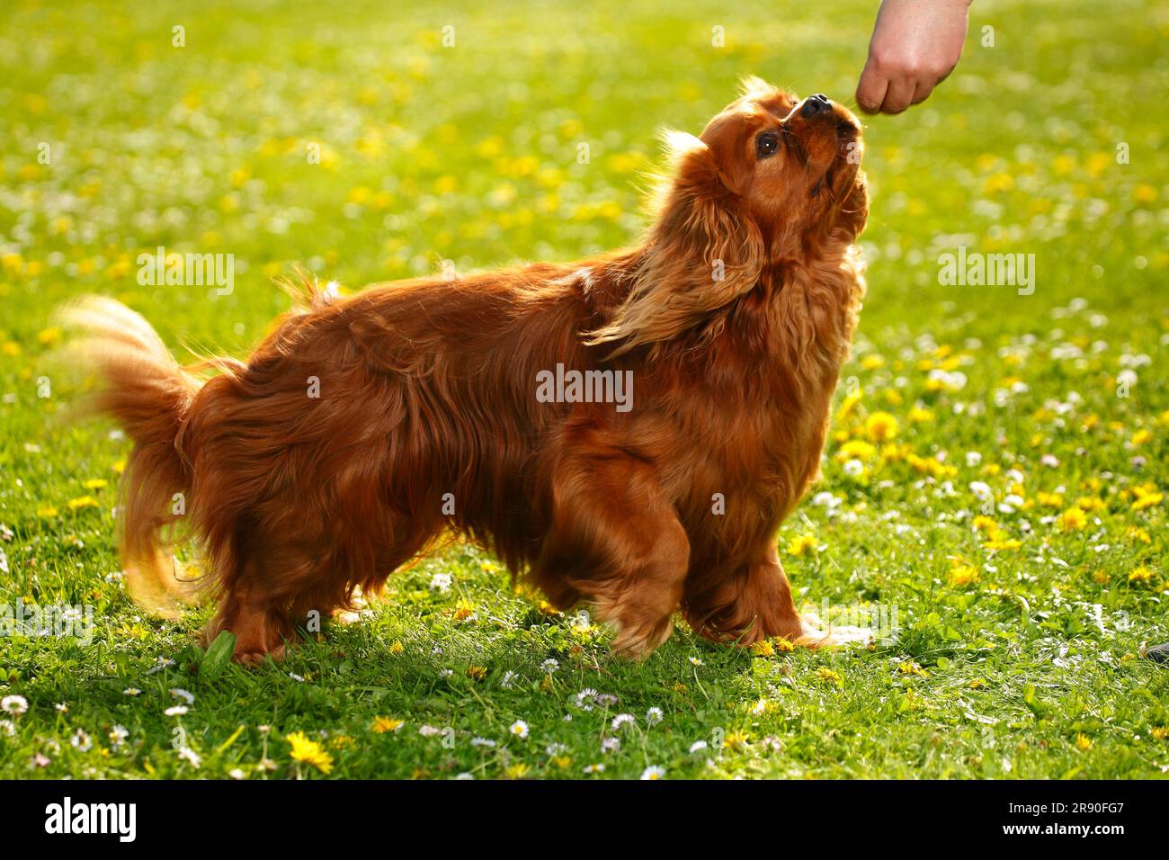 Cavalier King Charles Spaniel, ruby, gets treats, sideways Stock Photo ...