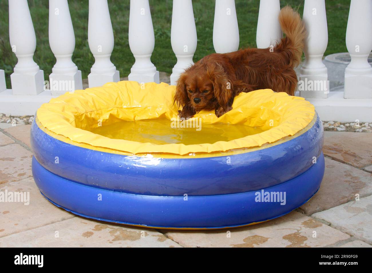 Cavalier King Charles Spaniel, ruby, on paddling pool Stock Photo - Alamy