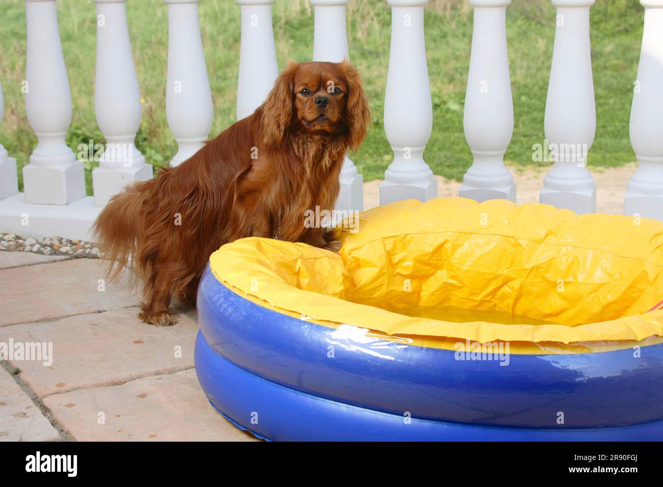 Cavalier King Charles Spaniel, ruby, on paddling pool Stock Photo - Alamy