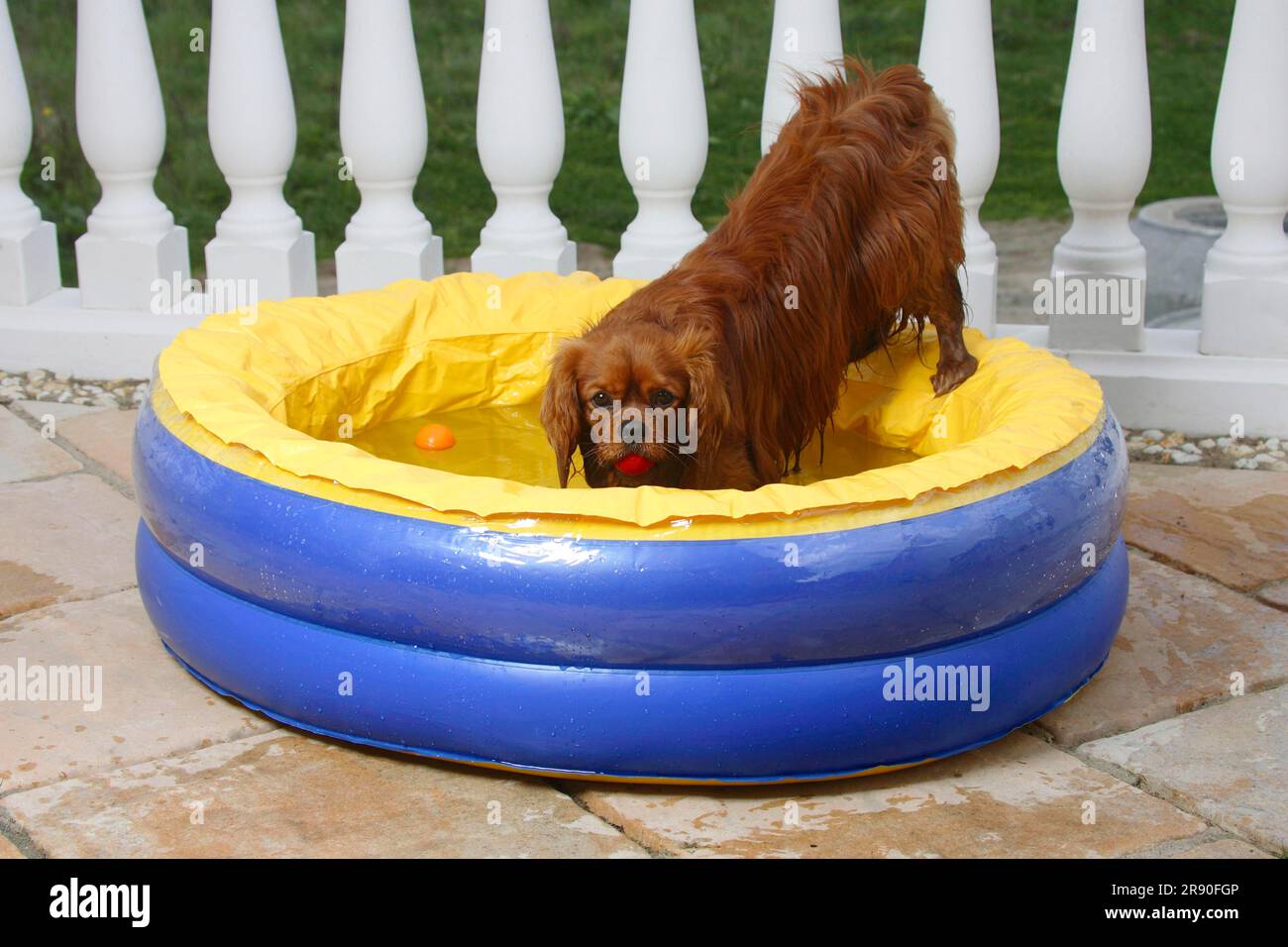 Cavalier King Charles Spaniel, ruby, in paddling pool, ball Stock Photo - Alamy