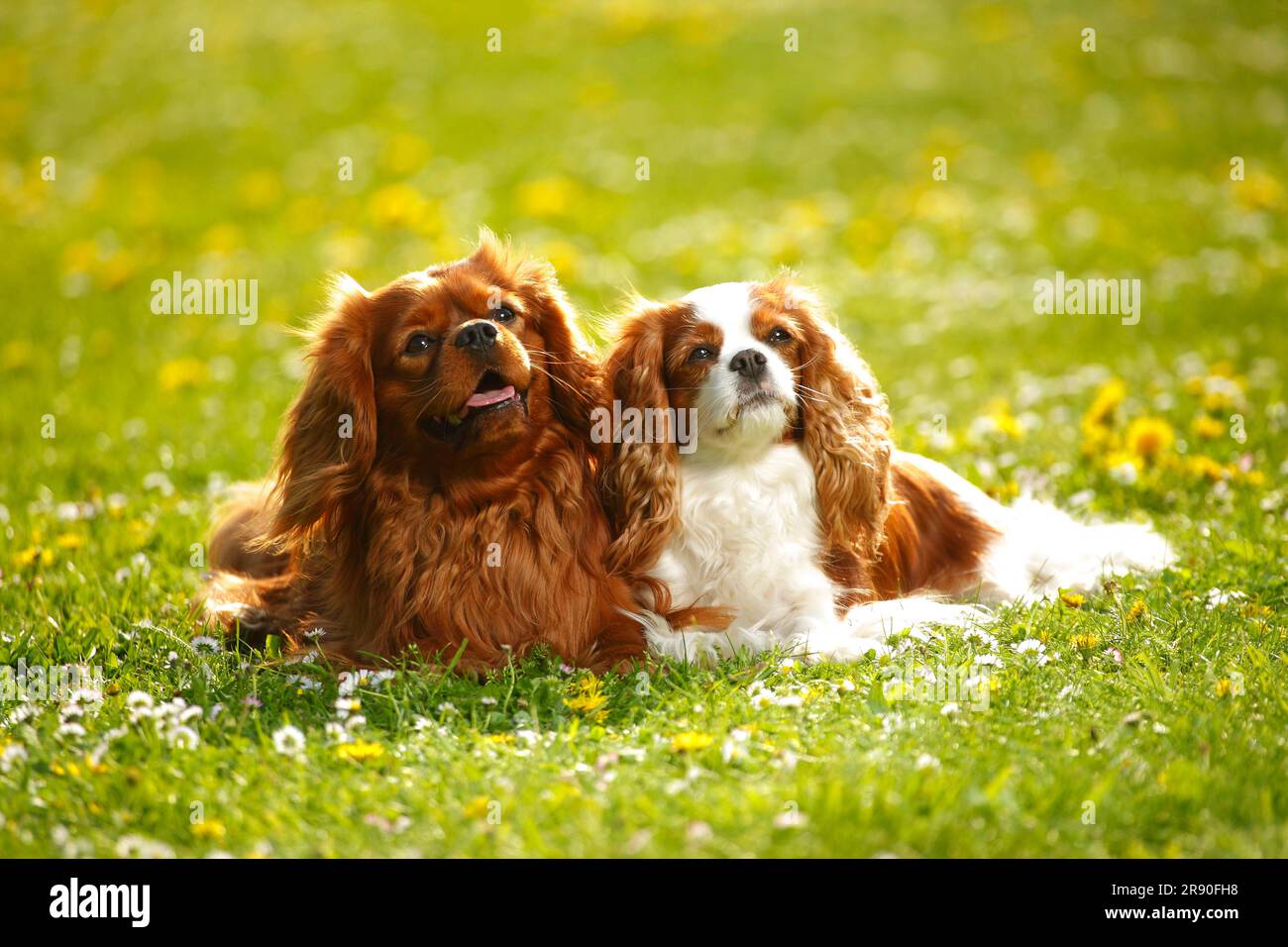 Cavalier King Charles Spaniel, ruby red and blenheim Stock Photo - Alamy