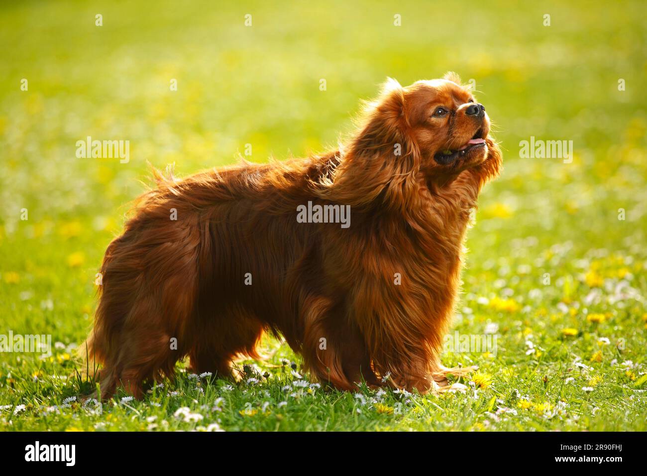 Cavalier King Charles Spaniel, ruby red, side Stock Photo - Alamy
