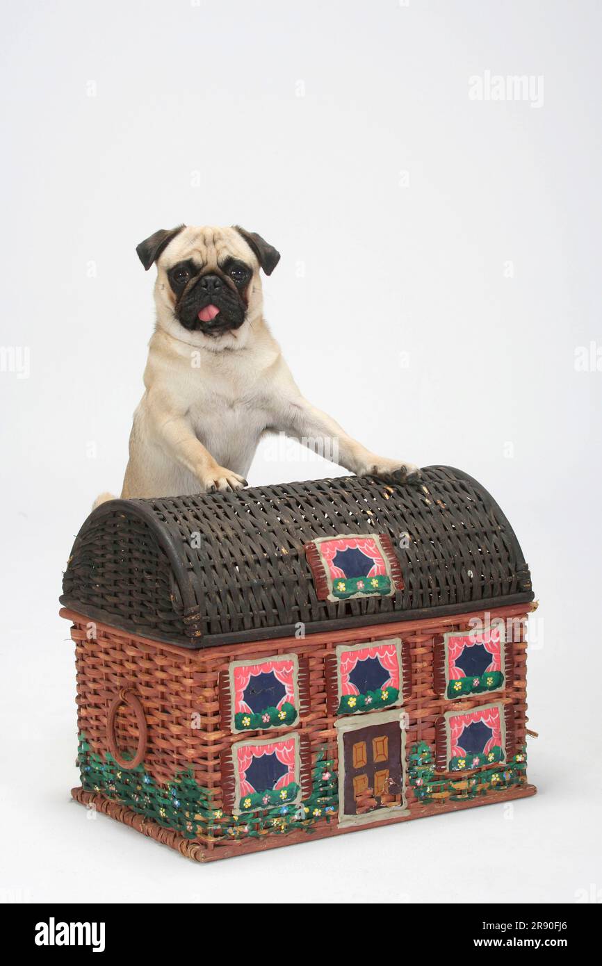 Pug and Chest Stock Photo - Alamy