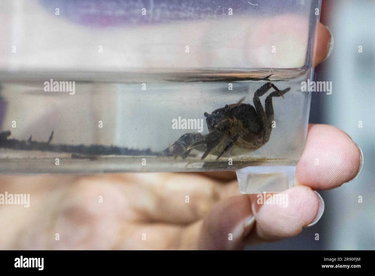 (230623) -- SINGAPORE, June 23, 2023 (Xinhua) -- A swamp forest crab ...