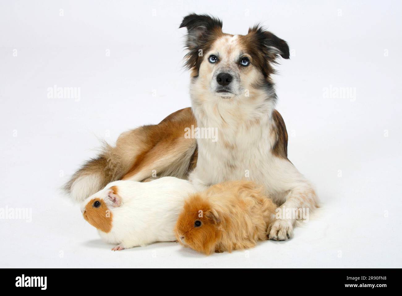 Mixed breed dog (Border Collie cross) with guinea pig Stock Photo - Alamy