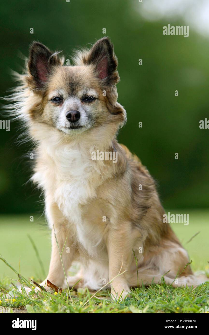 Old chihuahua hi-res stock photography and images - Alamy