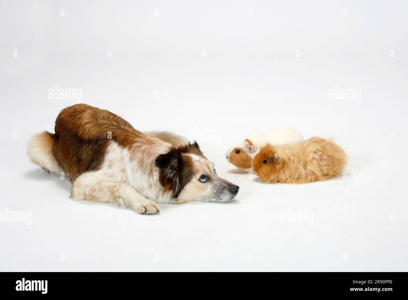 Mixed breed dog (Border Collie cross) with guinea pig Stock Photo - Alamy